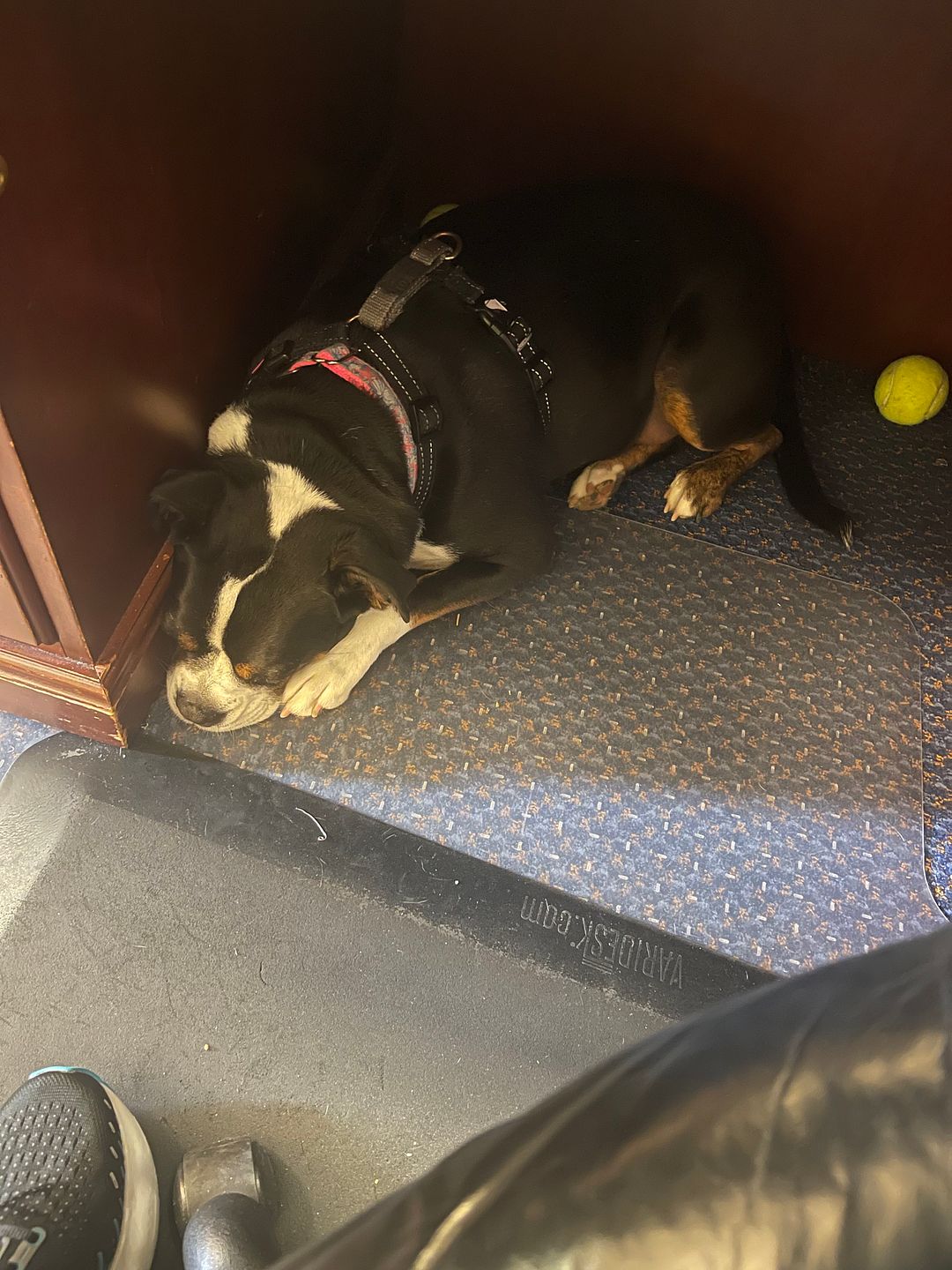 Dog Sitting For Our Comms Director \ stacker news ~Dogs_And_Cats