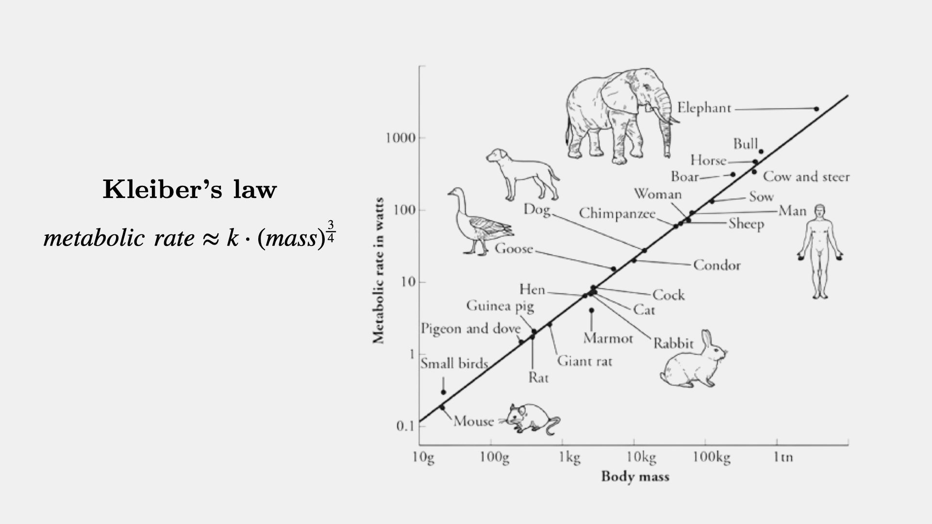 Kleiber's law states \ stacker news ~science