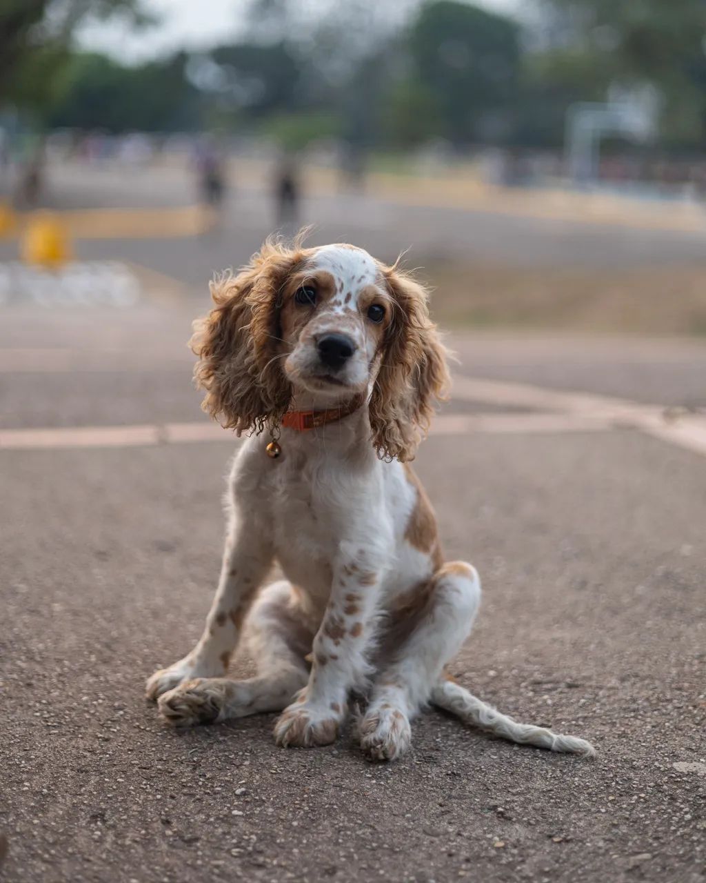 Beautiful 4 month old puppy named Rocky \ stacker news ~Photography