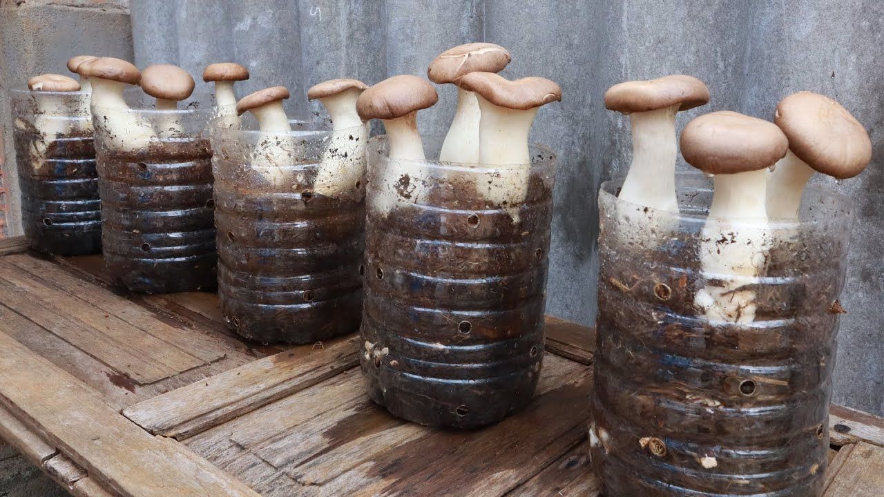 Grow Mushrooms at Home in Recycled Plastic Bottles \ stacker news ~DIY